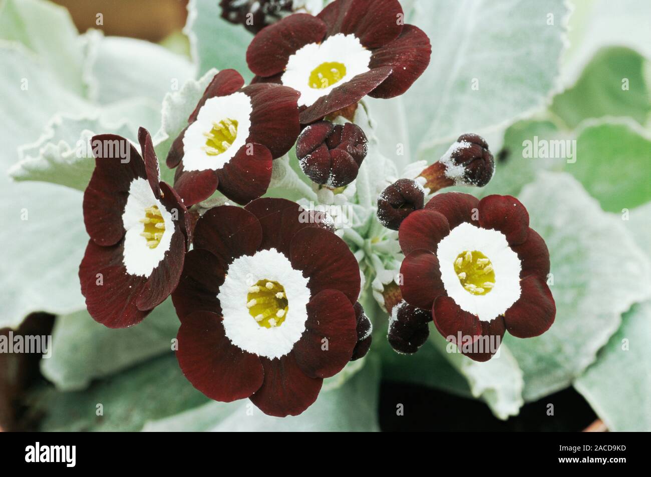 Auricula flowers (Primula auricula 'The Snods'). Â Also known as bear's ...