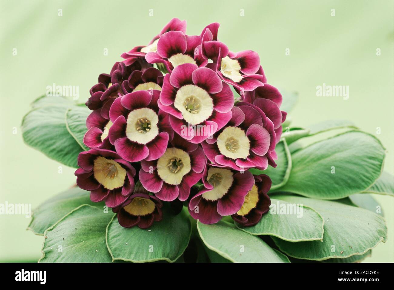 Alpine auricula (Primula auricula 'Venetian'). Also known as bear's ...