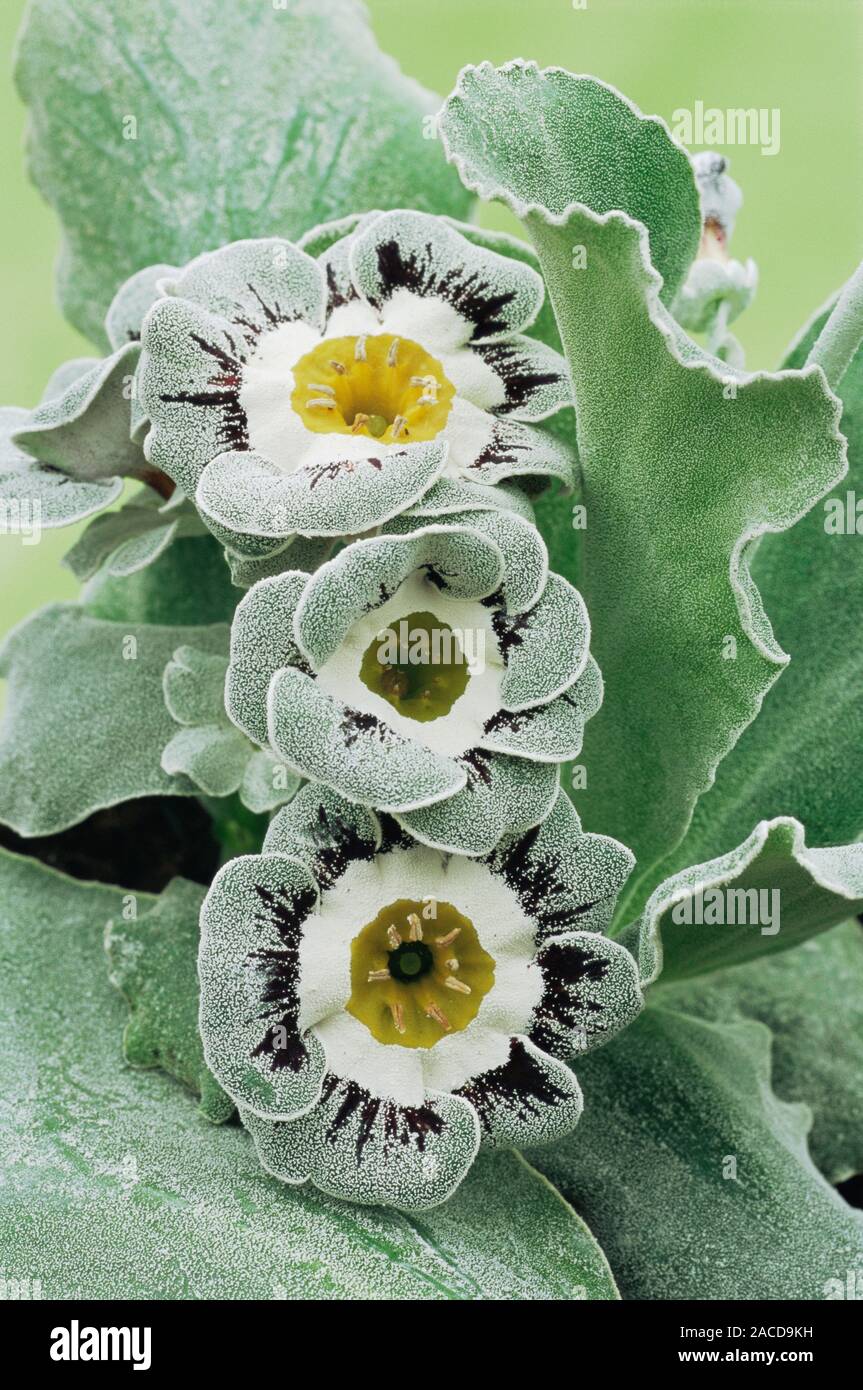 Auricula flowers (Primula auricula 'Ludlow'). Also known as bear's ears ...