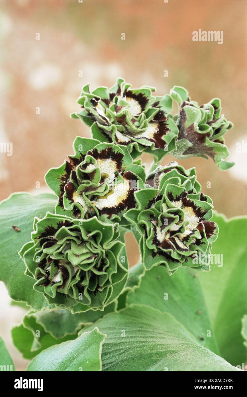 Auricula flowers (Primula auricula 'Sword'). Also known as bear's ears ...