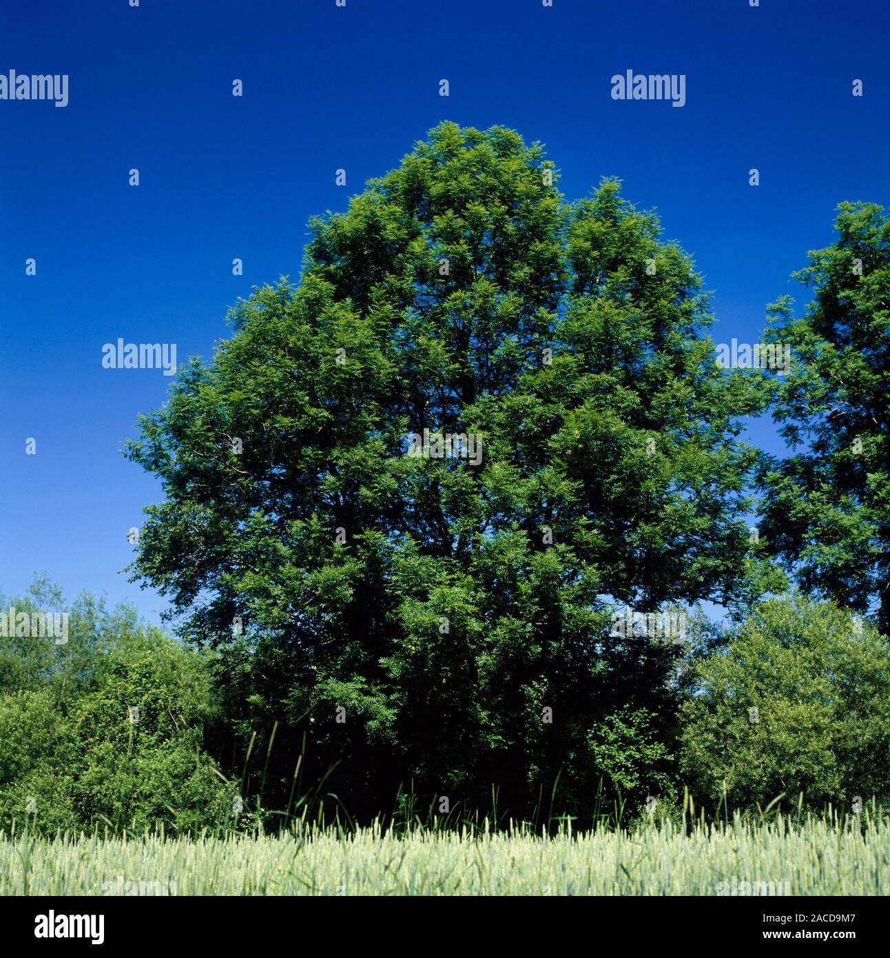 An ash tree, Fraxinus sp., in summer Stock Photo - Alamy