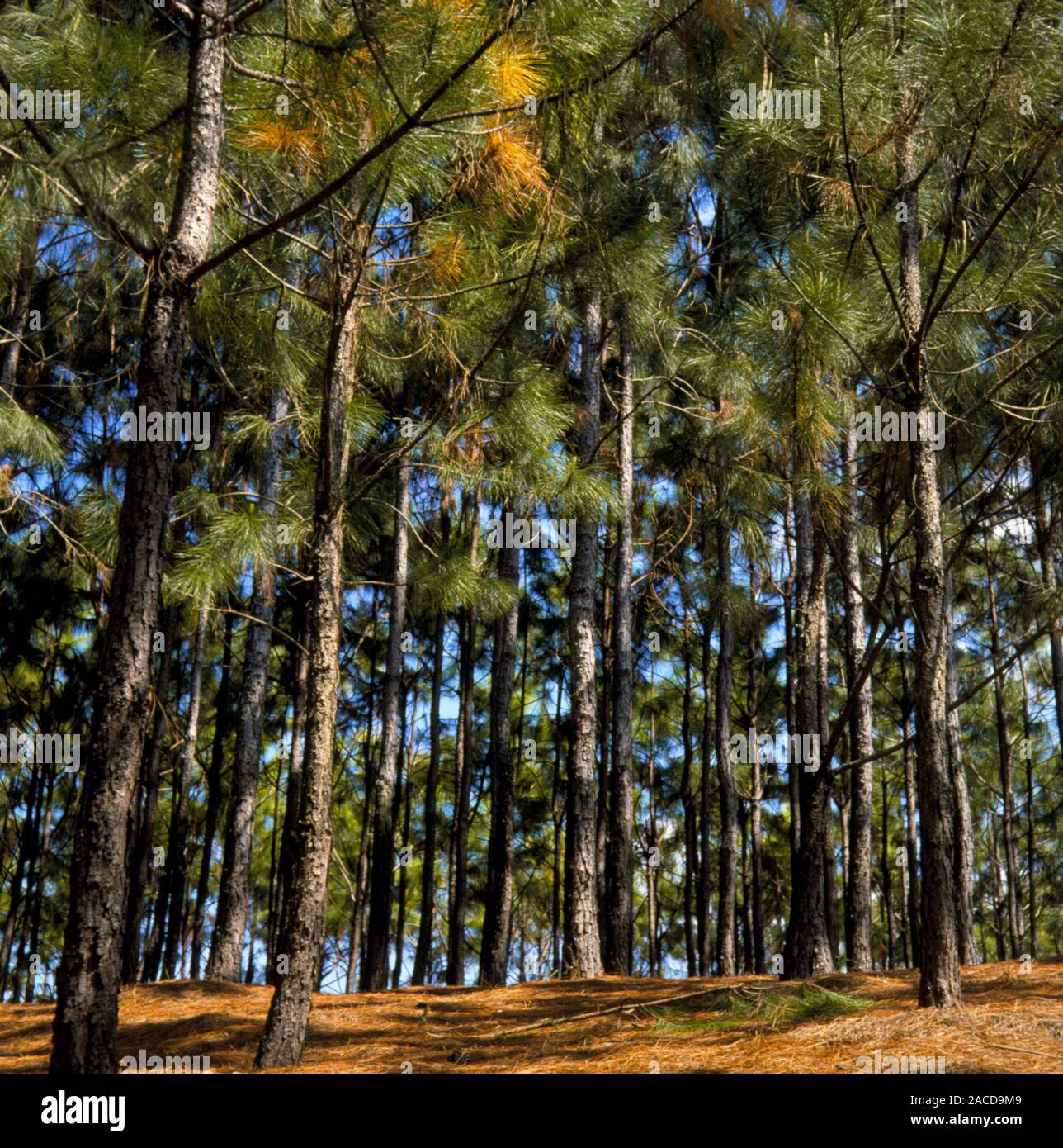 Pine trees. Pinus is a genus of about 100 species of evergreen ...