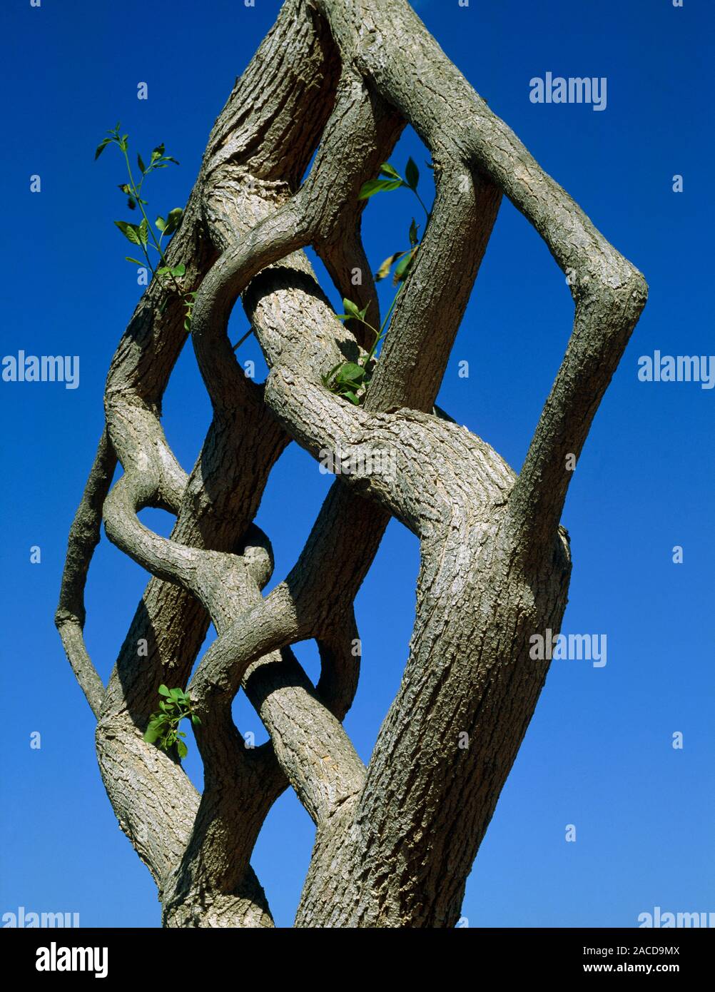 Pleaching of a tree trunk. Pleaching is a decorative technique which ...