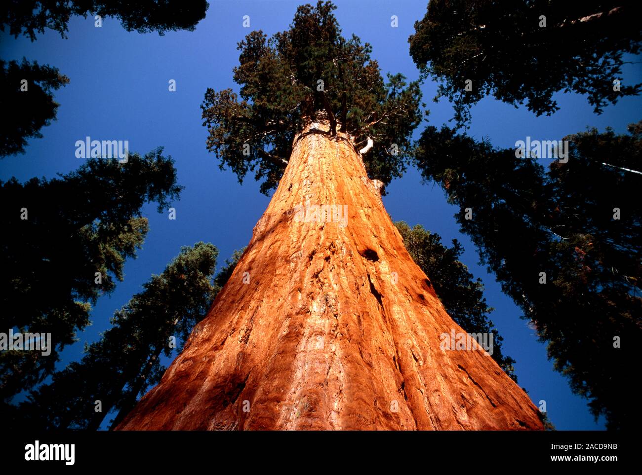 Giant Sequoia. Wide-angle view along the trunk of 'General Sherman ...