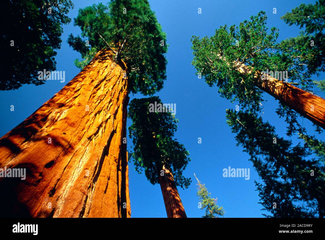 Giant Sequoia. Wide-angle view along the trunk of 'General Sherman ...