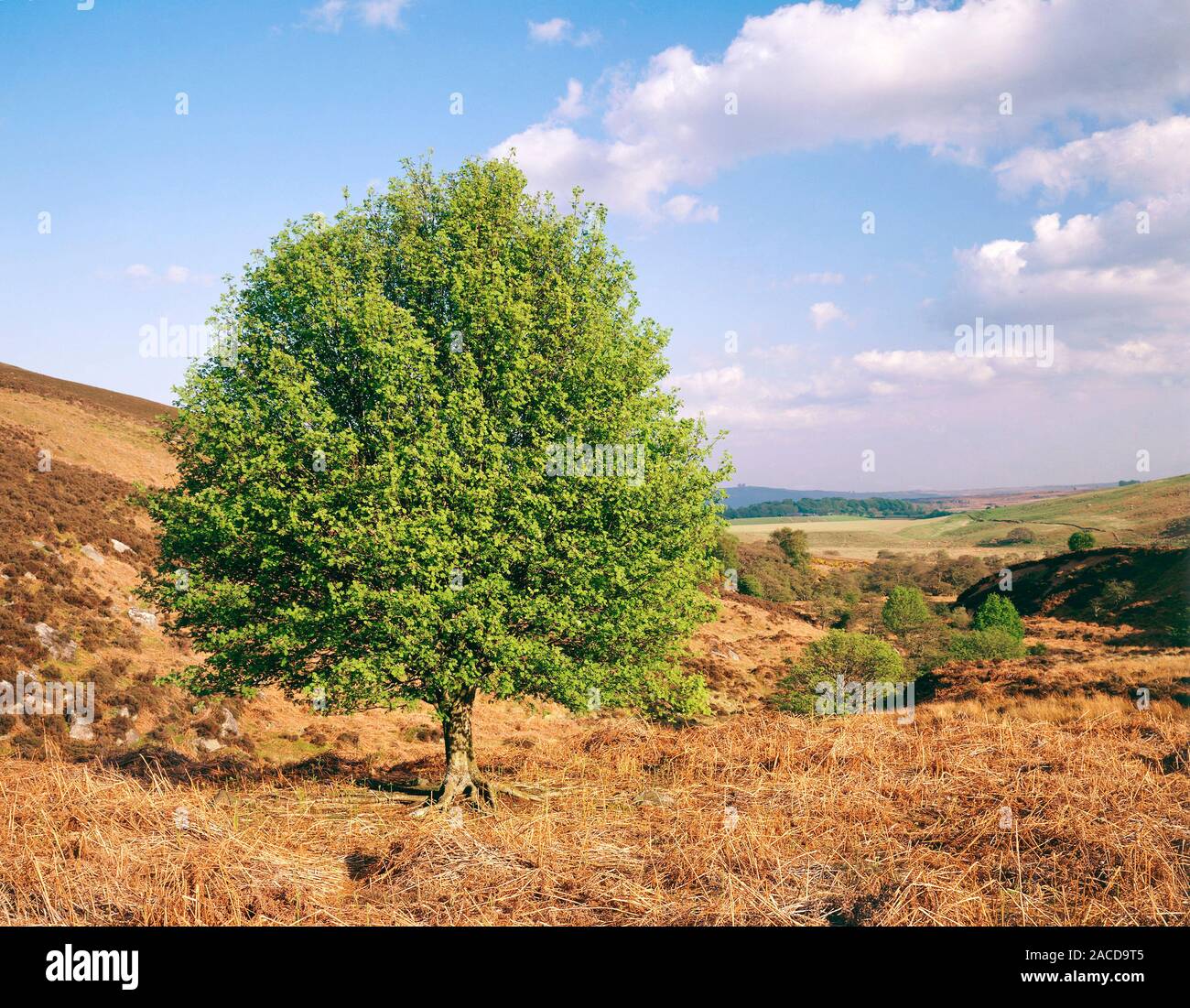 Rowan tree (Sorbus aucuparia). Photographed on moorland in early autumn ...
