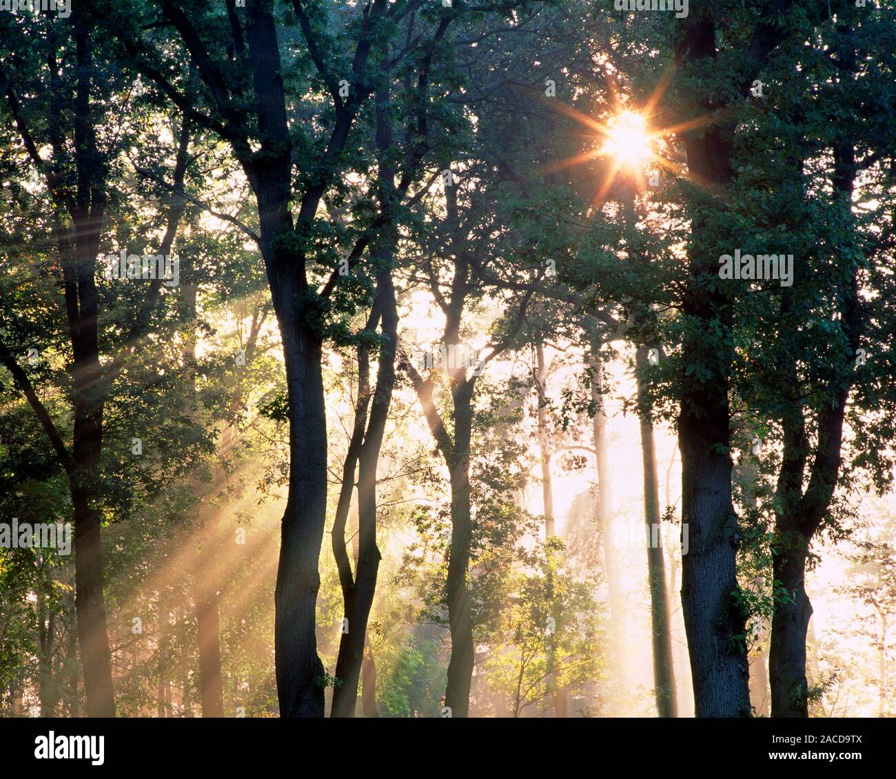 Sunlight penetrating woodland. Shafts of sunlight pass through the ...