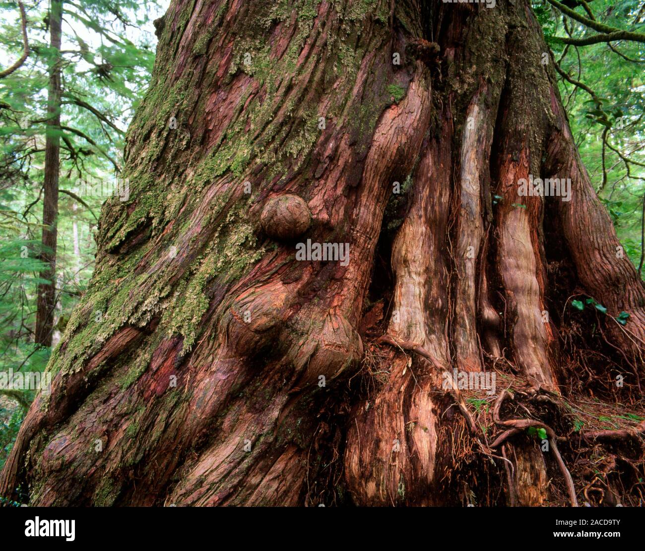 Western Red Cedar. The massive moss-covered trunk of a Western Red ...