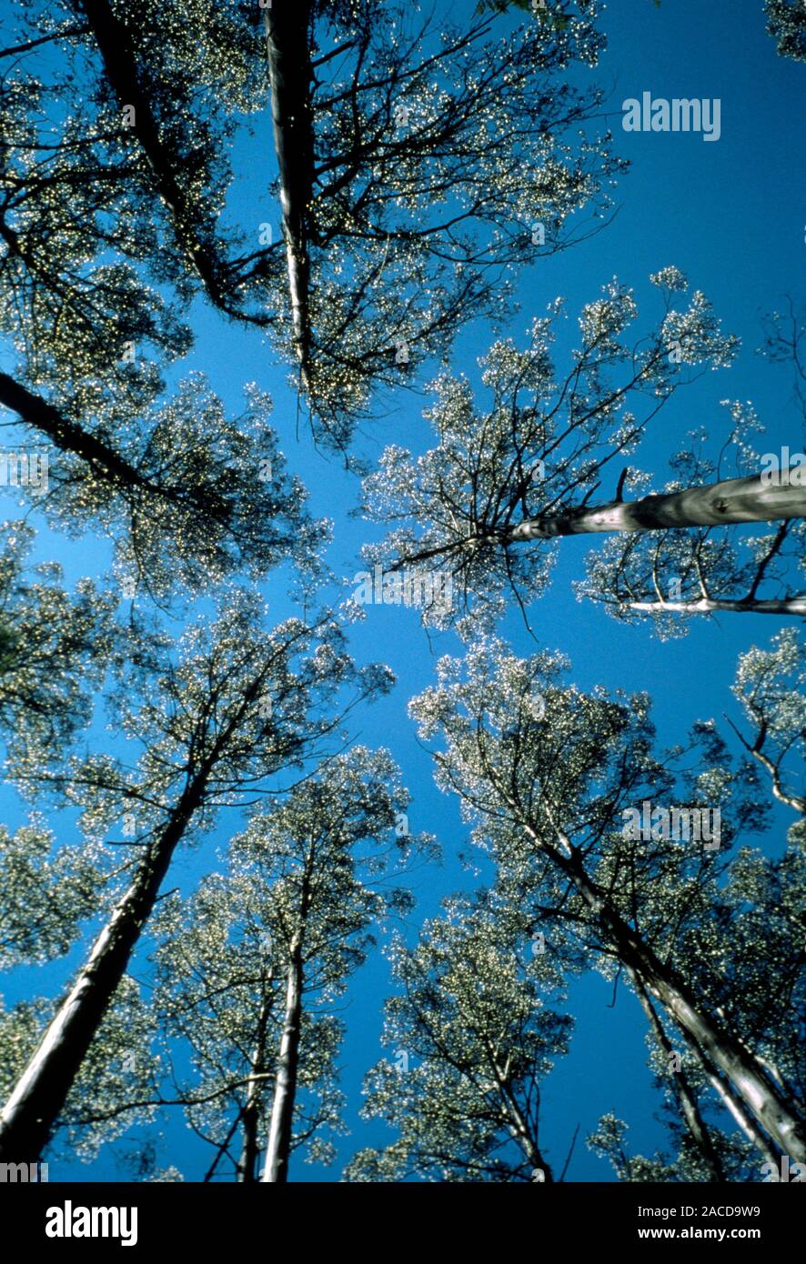 Eucalyptus trees. Skyward view of Mountain ash trees Eucalyptus regnans ...