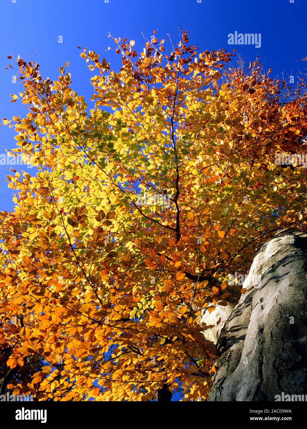 Beech tree. Autumnal Common Beech tree, Fagus sylvatica. The rich leaf ...