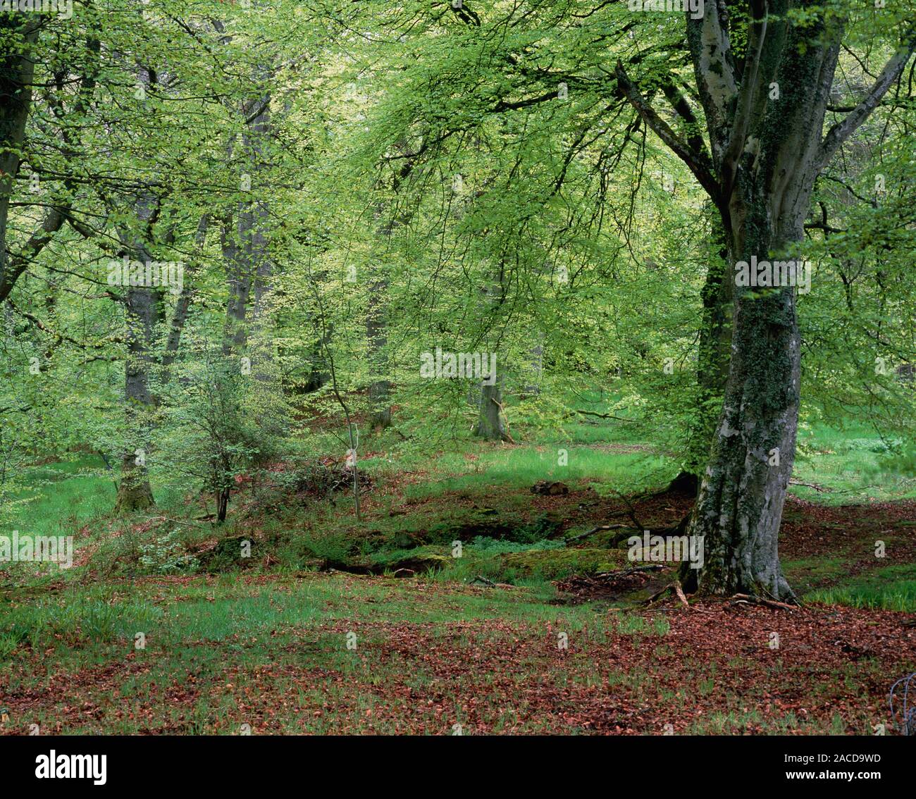 Beech wood. Spring scene of trees coming into leaf in a deciduous ...