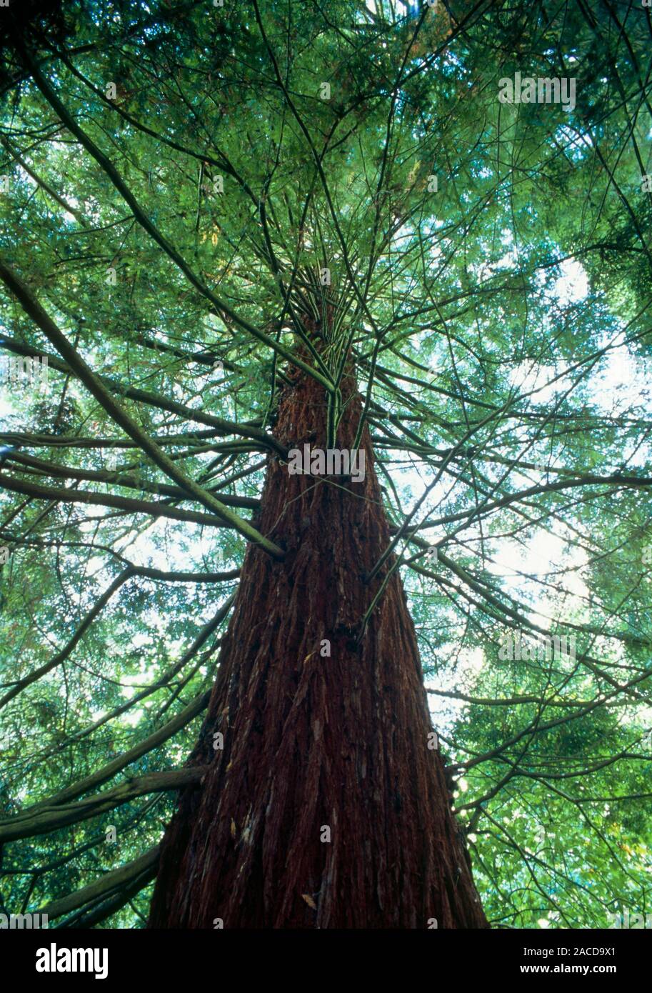 Coastal redwood tree (Sequoia sempervirens). This evergreen conifer is ...