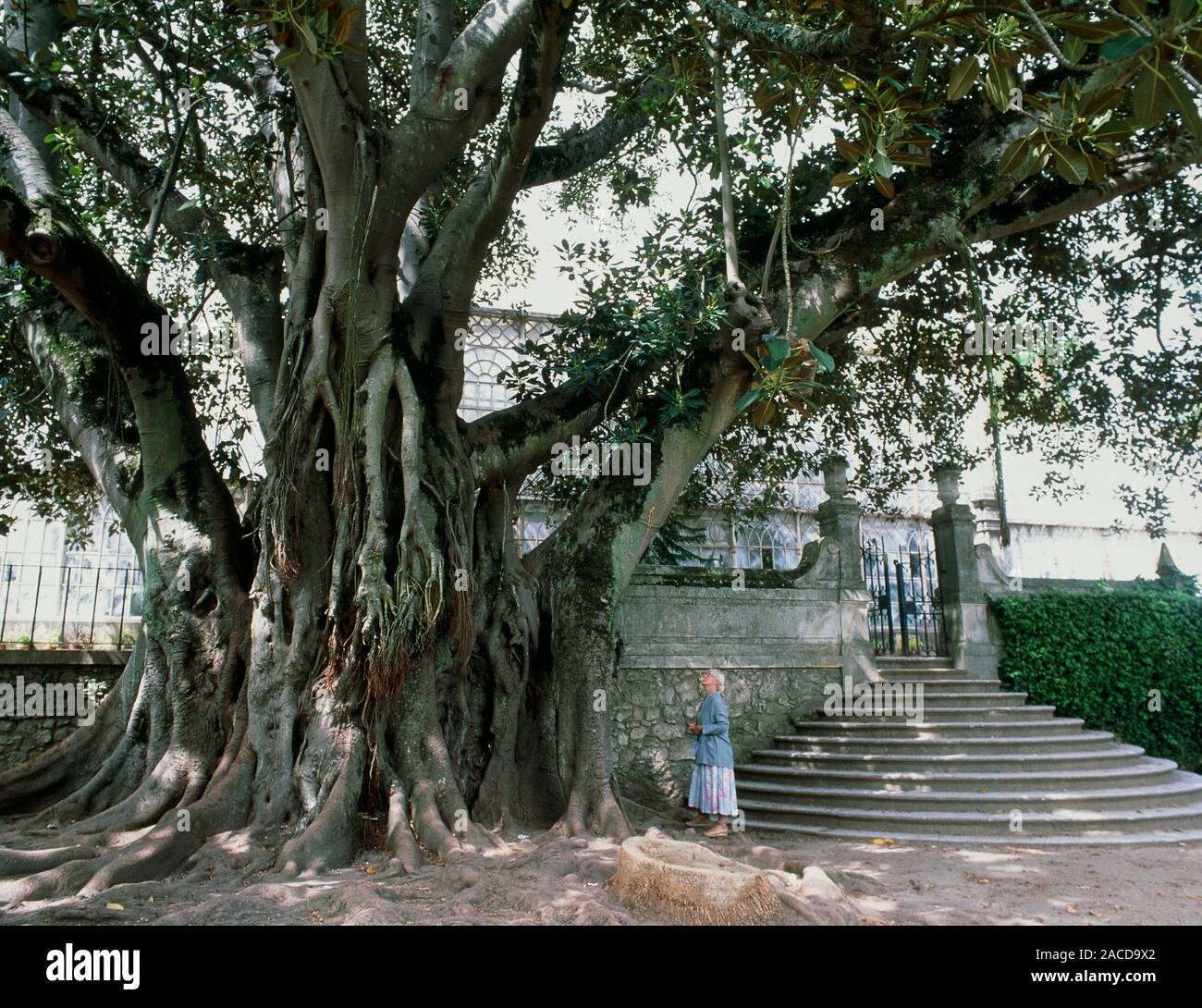 Large fig tree. Woman standing next to the trunk of a large fig tree ...