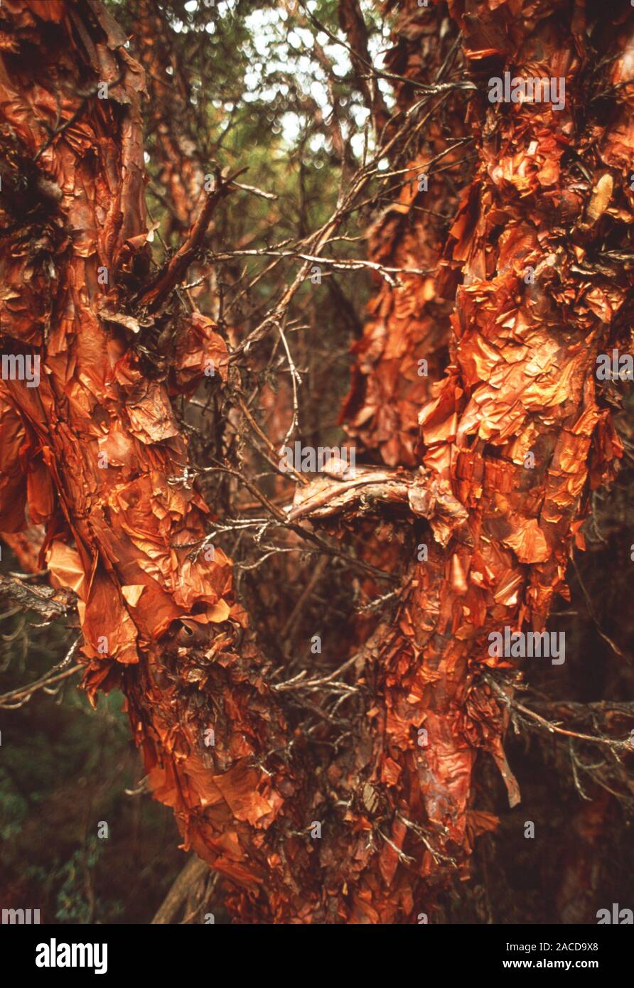 High altitude tree. Polylepis sp. tree growing at high altitude in the ...