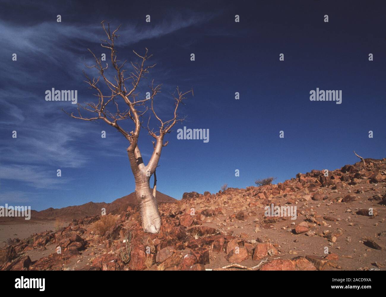 Ghost tree (Moringa ovalifolia) growing in a desert. This tree grows on ...