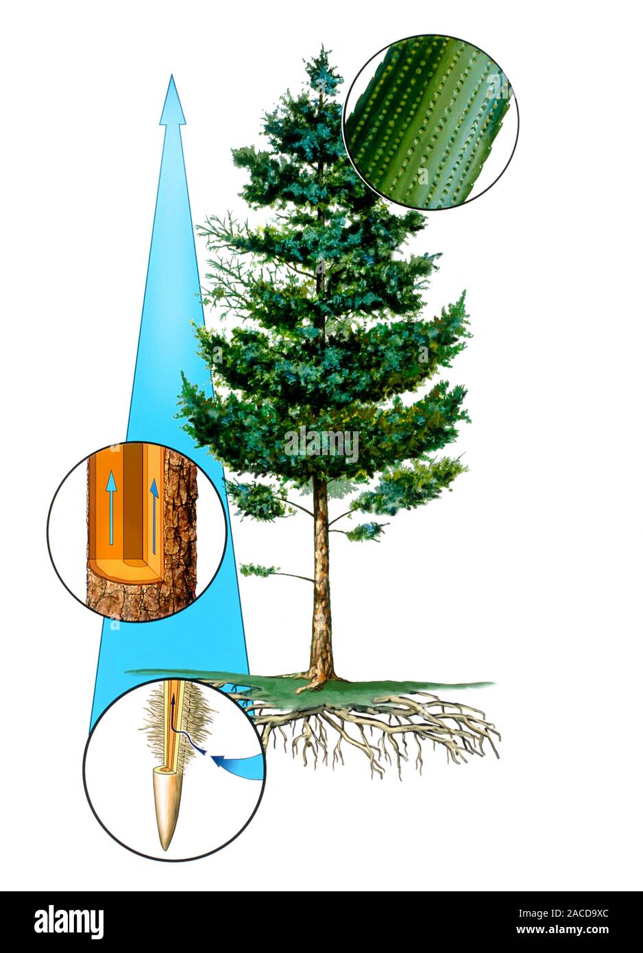 Tree water transport. Artwork illustrating the movement of water ...