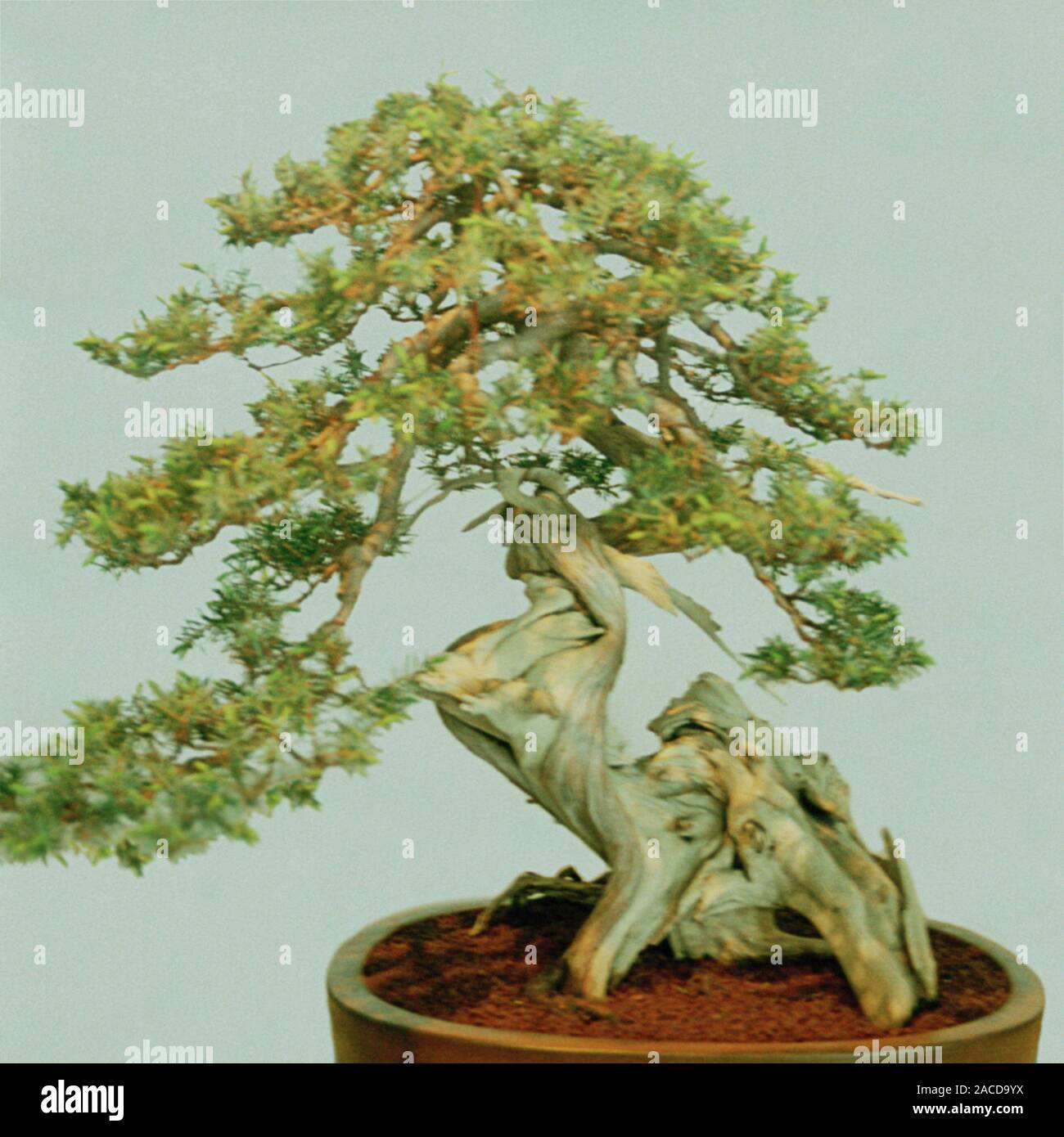 Bonsai tree. Chinese juniper (Juniperus chinensis) bonsai tree. Bonsai ...