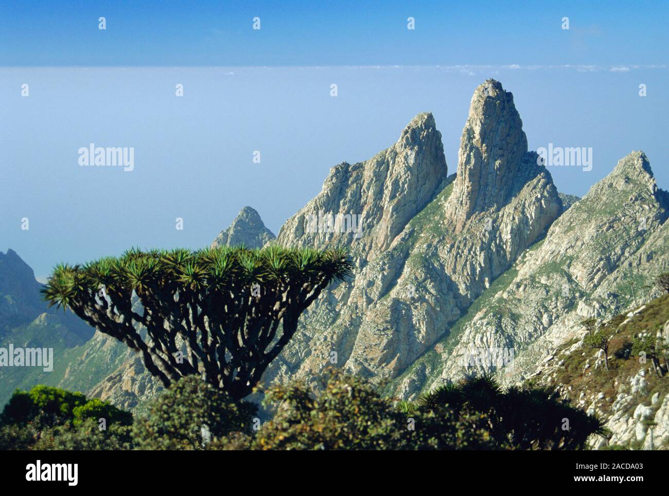 Dragon's blood tree (Dracaena cinnabari) in the Haggier Mountains of ...