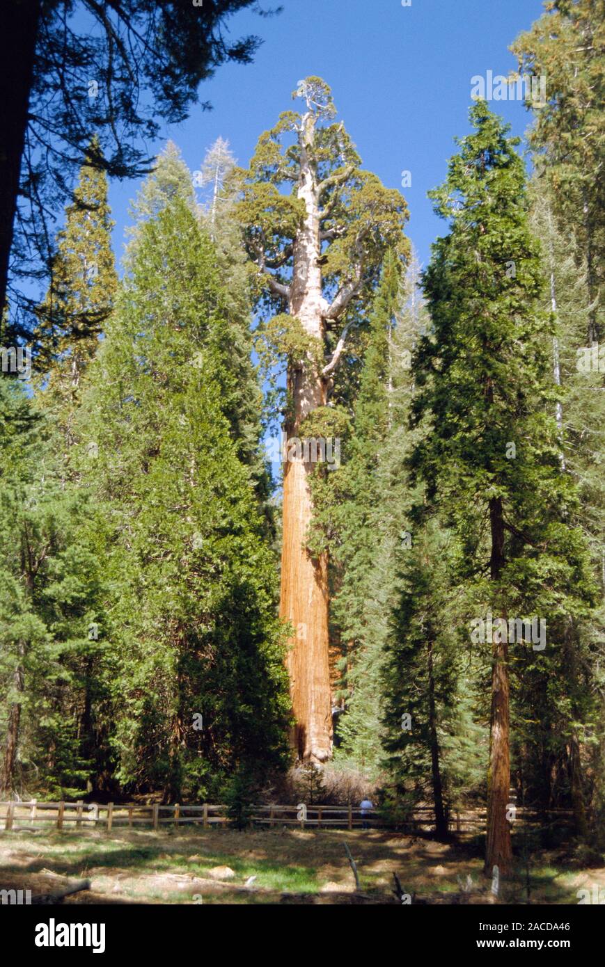 Giant sequoia (Sequoiadendron giganteum). This is the 'General Grant ...