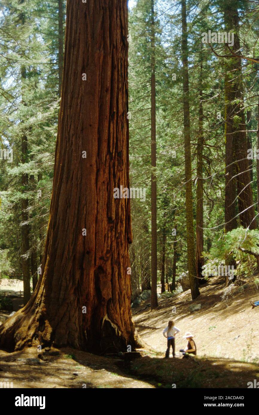 Giant sequoia (Sequoiadendron giganteum). Tourists at the base of a giant sequoia tree. Giant ...