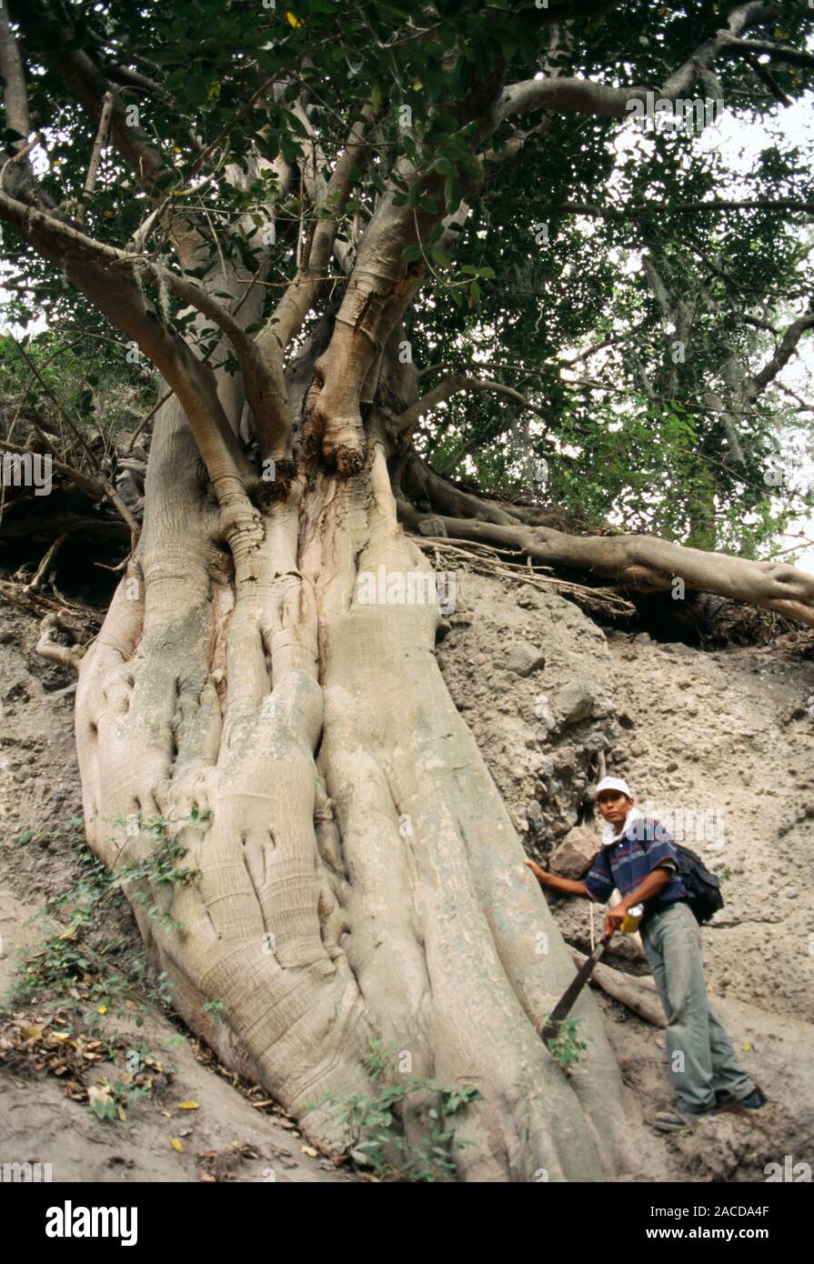 Fig tree. Man standing by the trunk of a fig tree (Ficus sp ...