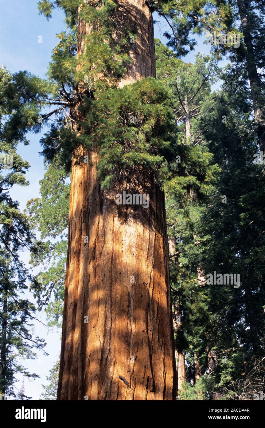 Giant sequoia (Sequoiadendron giganteum). The giant sequoia is native ...