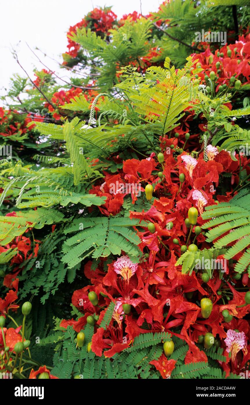 Flamboyant tree (Delonix regia). This tree, also known as Royal ...