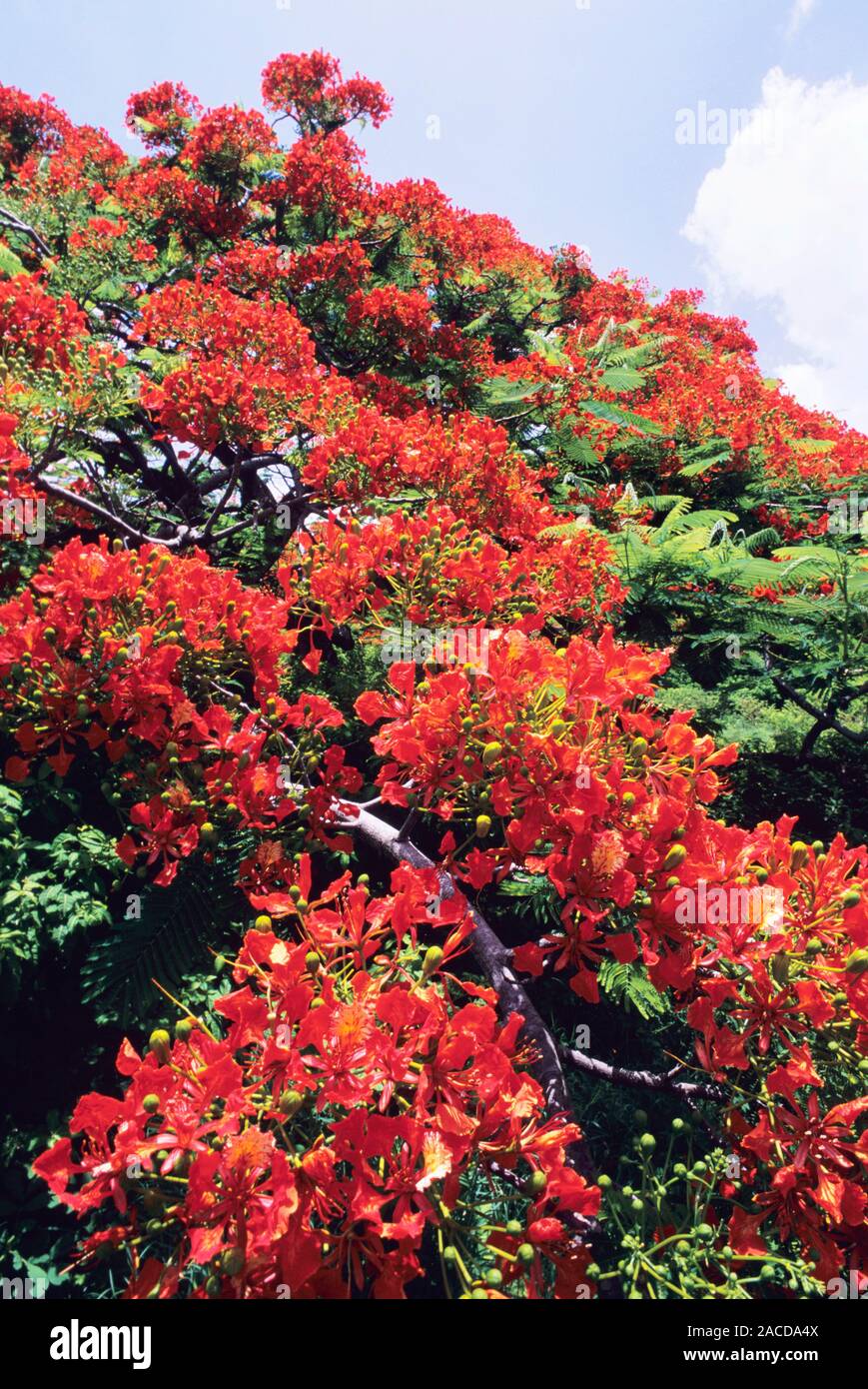 Flamboyant tree (Delonix regia). This tree, also known as Royal ...