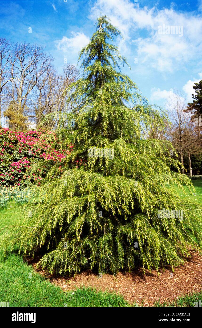 Deodar cedar tree (Cedrus deodara). This evergreen conifer tree is ...