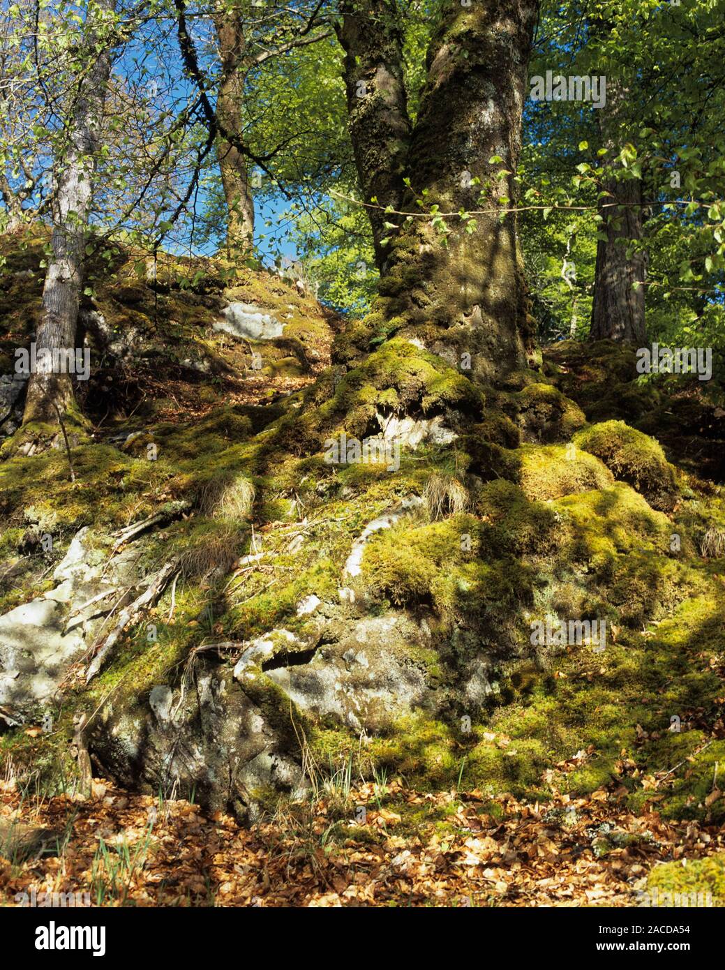 Moss-covered silver birch tree (Betula pendula). The silver birch has ...