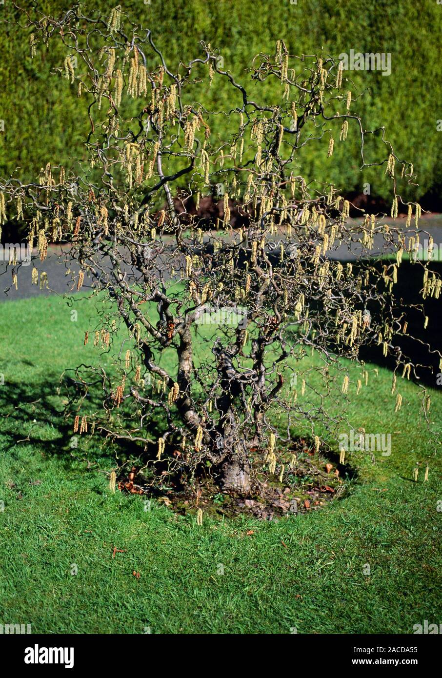 Hazel tree (Corylus avellana contorta). This tree is bearing catkins ...