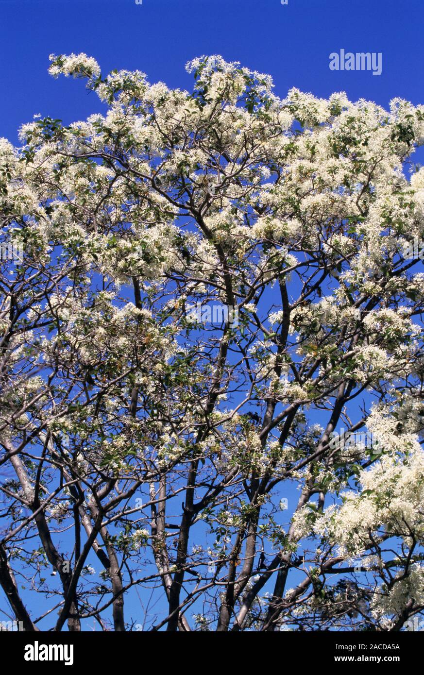 Chinese fringe tree (Chionanthus retusus) in bloom. This deciduous tree ...