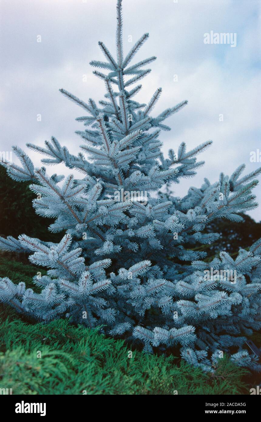 Globe blue spruce (Picea pungens 'Glauca globosa'). This dwarf tree is ...