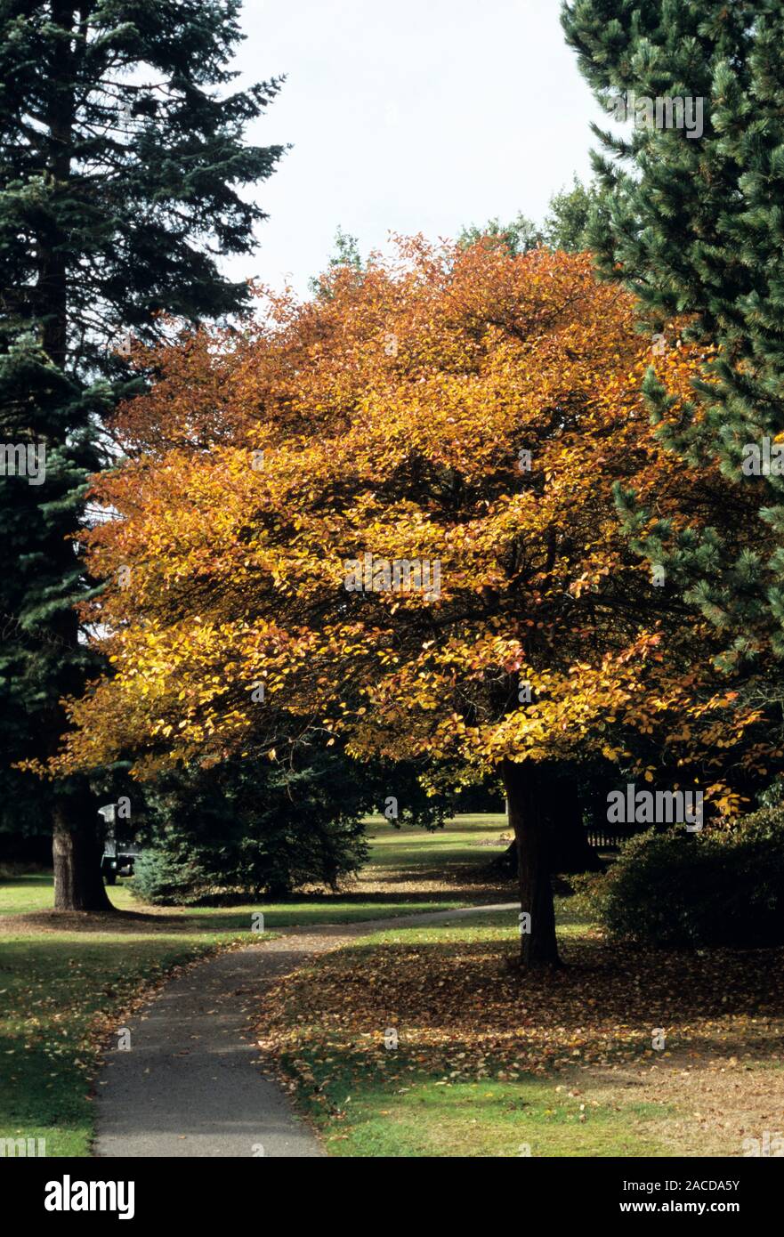 Cockspur hawthorn (Crataegus crus-galli) in autumn Stock Photo - Alamy