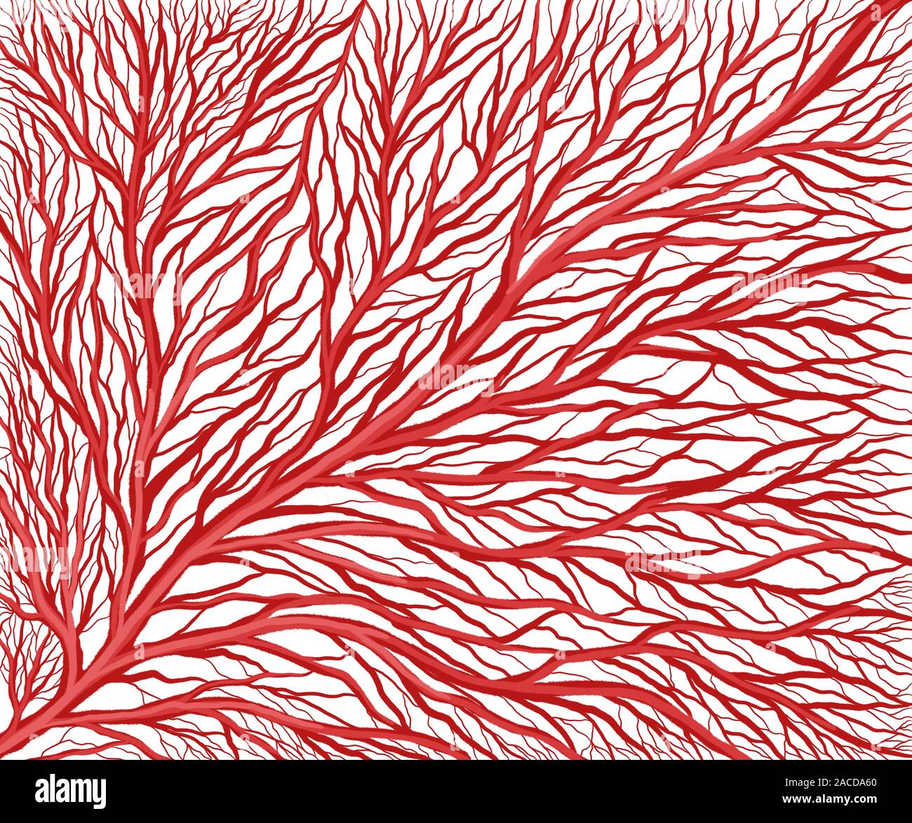 illustration of the capillary network and red blood cells Stock Photo ...