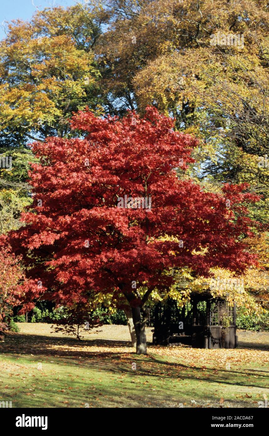Japanese maple (Acer palmatum 'Osakazuki') tree in autumn Stock Photo ...