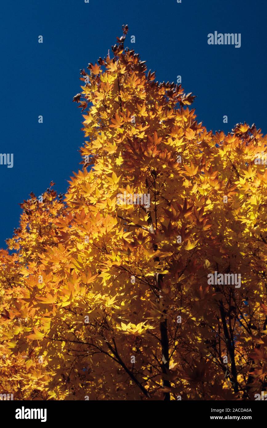 Coral bark maple (Acer palmatum 'Sango-kaku', formerly 'Senkaki') tree ...