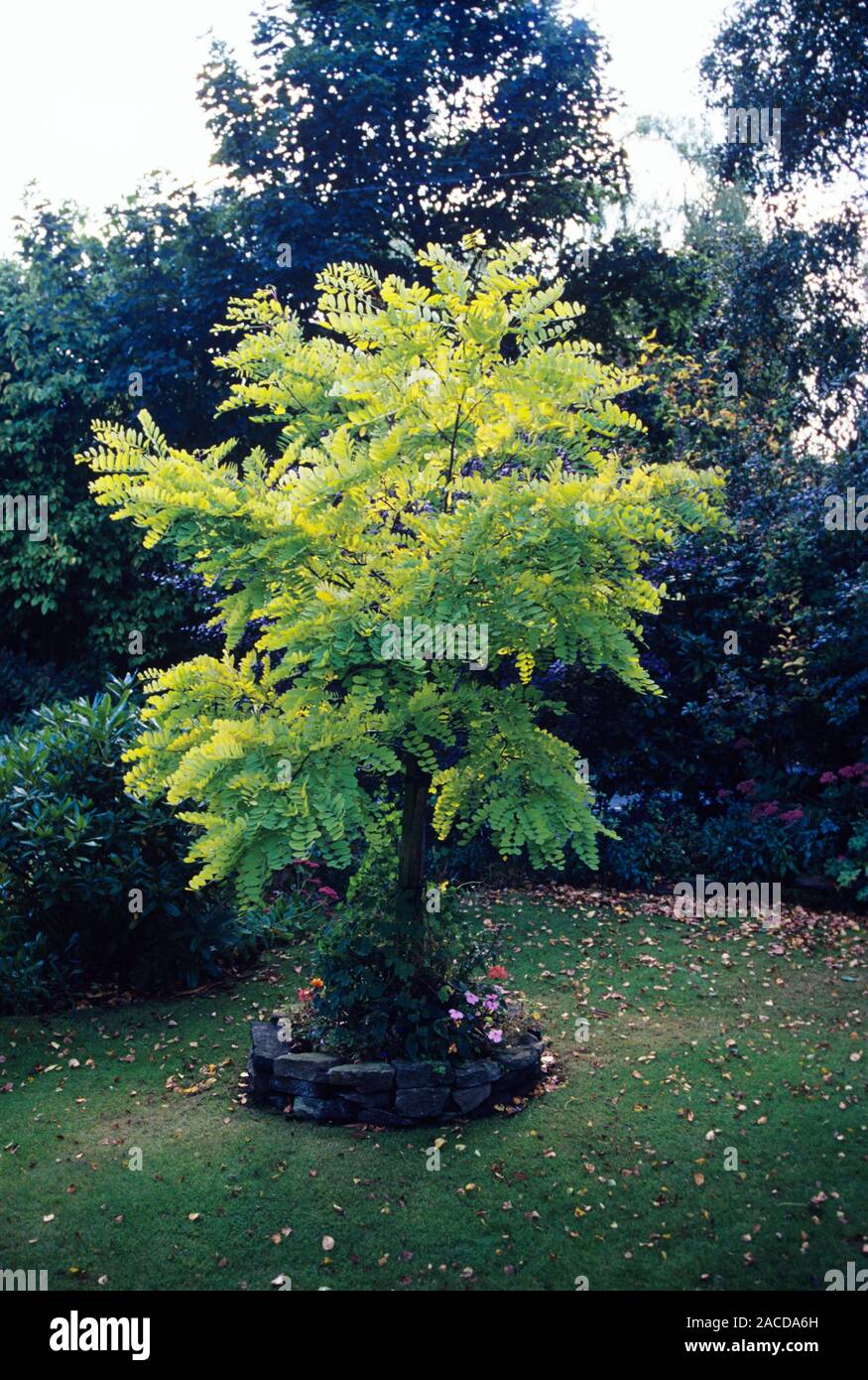 Black locust tree (Robinia pseudoacacia) in a garden. This tree is ...