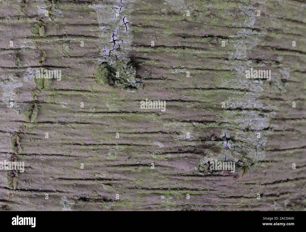 Monkey Puzzle tree (Araucaria araucana) bark Stock Photo - Alamy