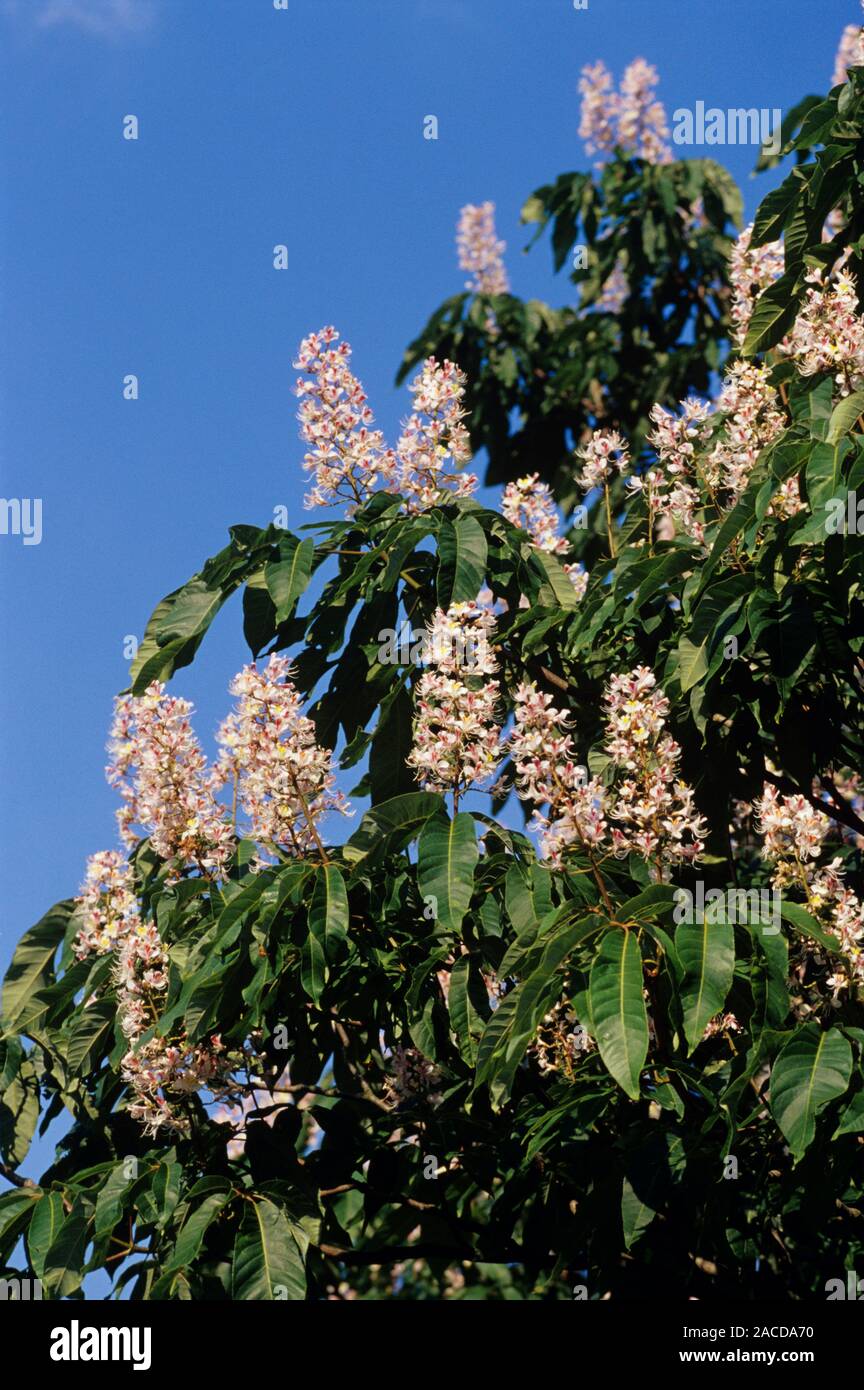 Indian horse chestnut. Flowers on an Indian horse chestnut tree ...