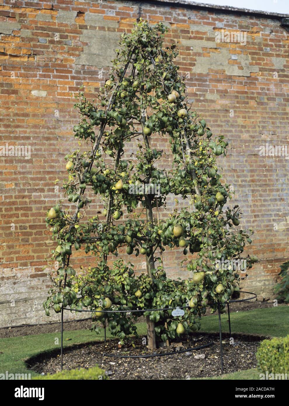 Pear tree (Pyrus communis 'Glen Morceau') ornamentally trained into a ...