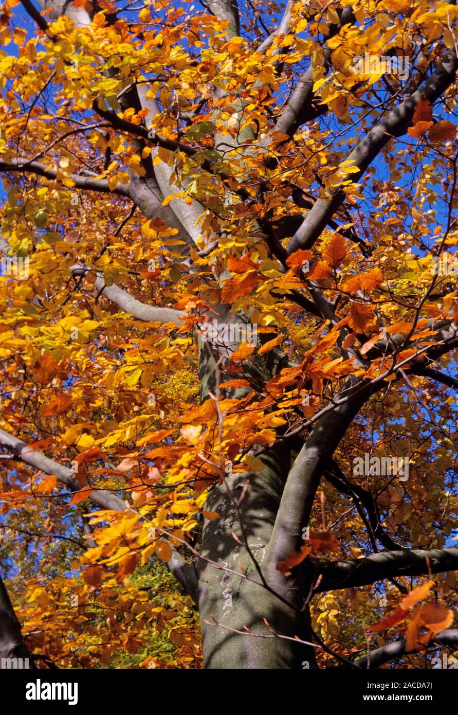 Beech tree (Fagus sylvatica) in autumn Stock Photo - Alamy