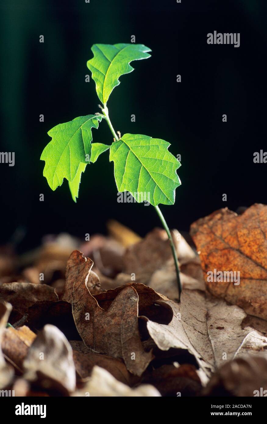 Oak tree (Quercus sp.) seedling growing amongst oak leaf litter Stock ...