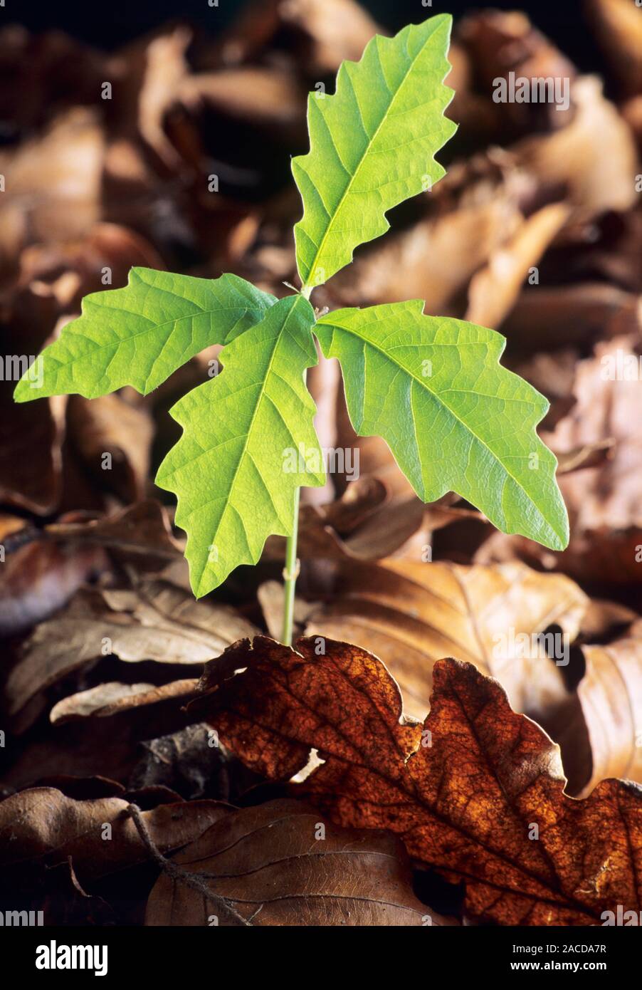 Oak tree (Quercus sp.) seedling growing amongst oak leaf litter Stock ...