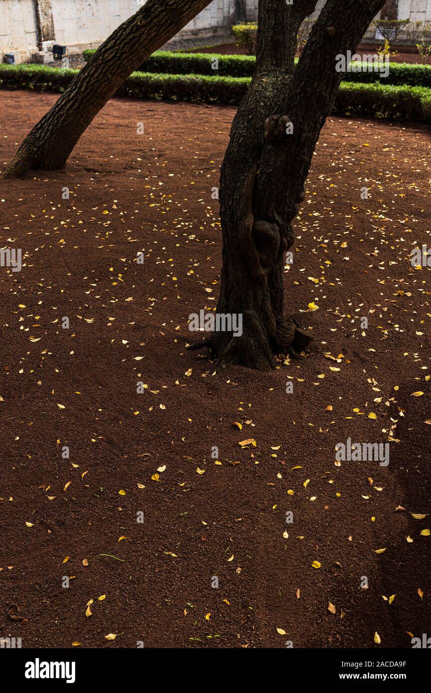 Fallen leaves golden against the red sandy soil in the courtyard of the ...