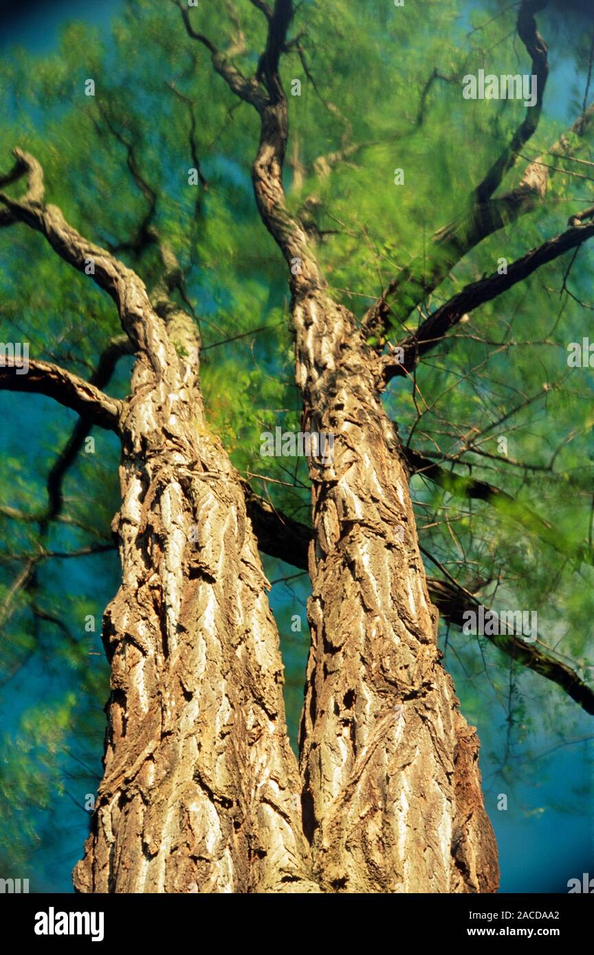 Black locust trees. Two black locust trees (Robinia pseudoacacia ...