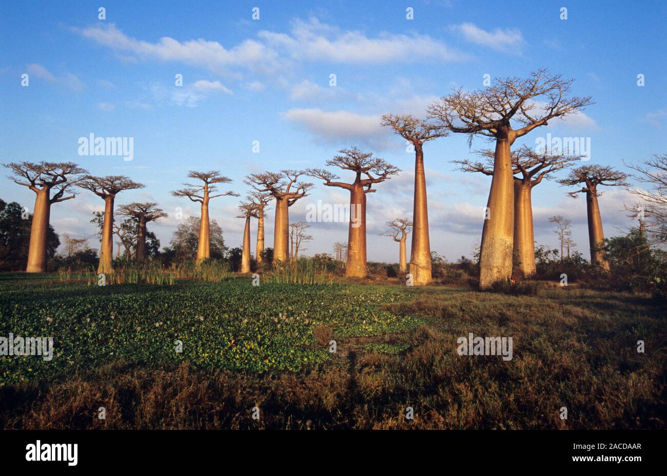 Baobab trees (Adansonia grandidieri). These trees are endemic to ...