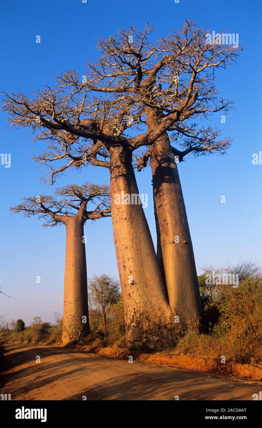 Baobab trees (Adansonia grandidieri). These trees are endemic to ...