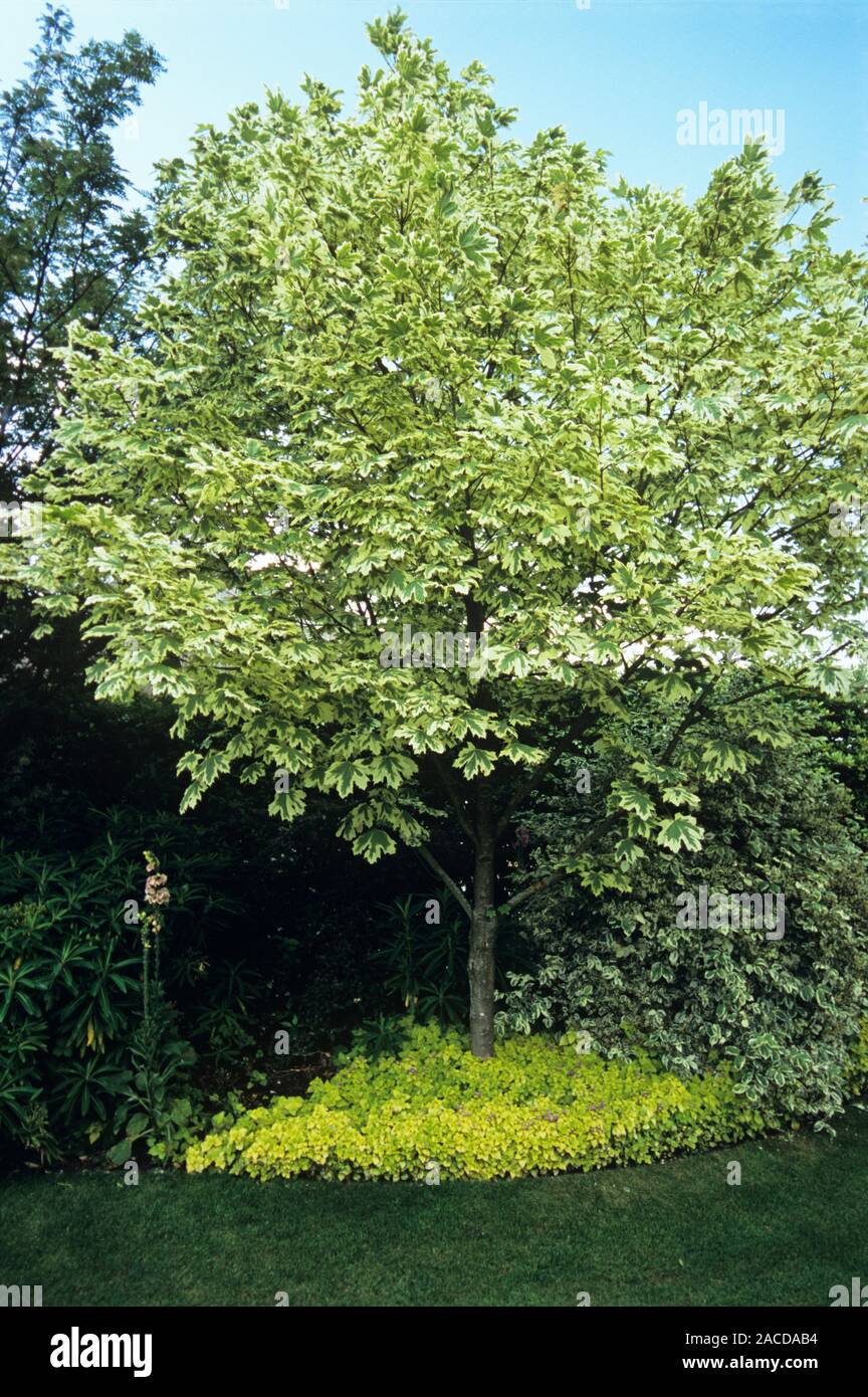 Norway maple (Acer platanoides 'Drummondii') tree. Photographed at ...