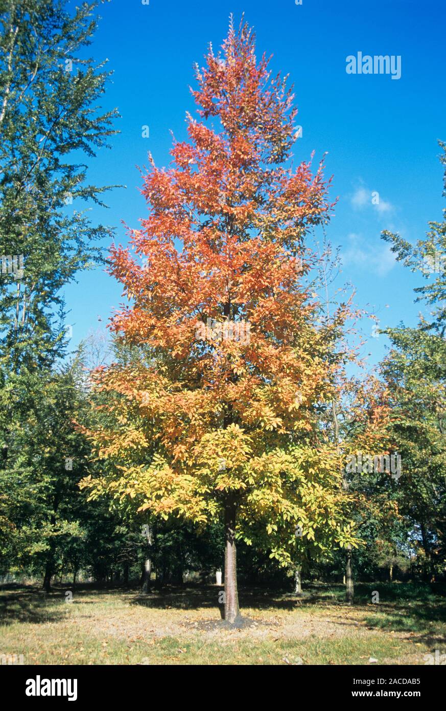 Rauli tree (Nothofagus nervosa Stock Photo - Alamy